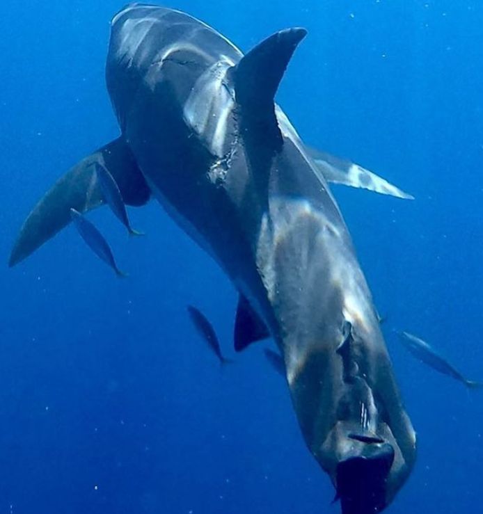 Un grand requin blanc repéré avec une large morsure: quel animal a bien ...