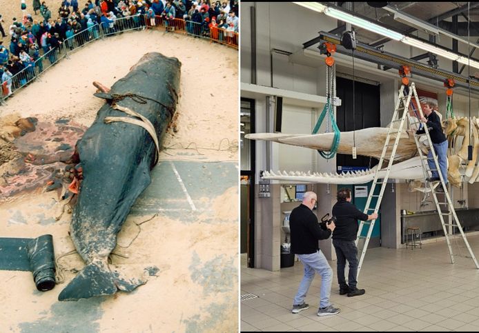 Exact 35 jaar terug lokte aangespoelde potvis Valentijn van Sint-André ...