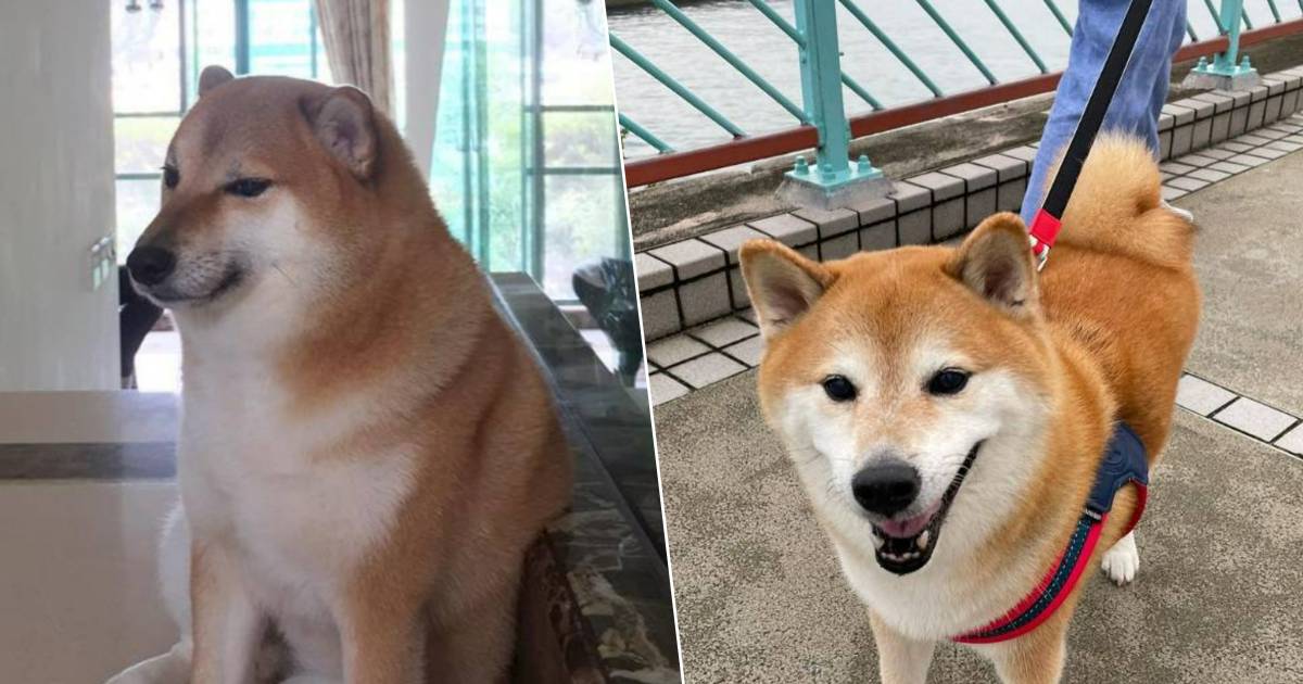 Wereldberoemde meme-hond Balltze is overleden: “Ik hoop dat hij de ...