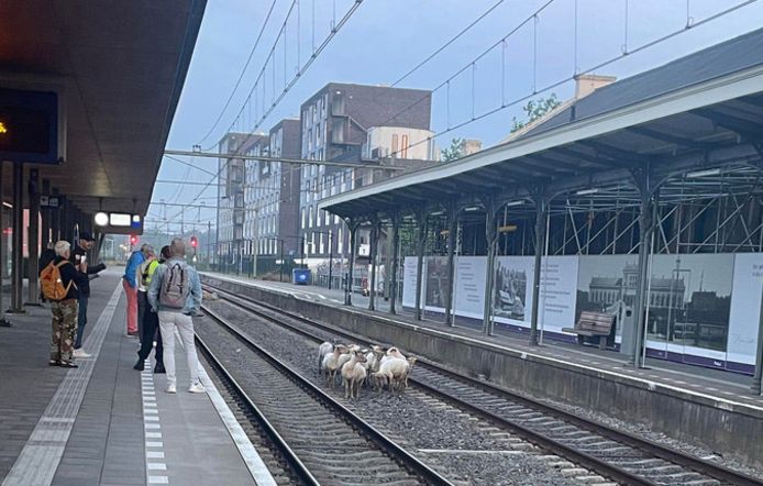 'Ik weet niet waarom ze zijn losgebroken', schapen belanden op spoor en ...