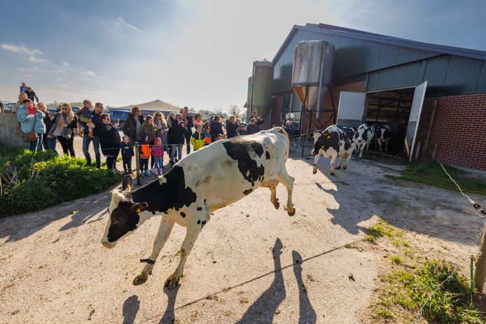 Sommige boeren hadden afleiding genoeg met Pasen: een parkeerterrein ...