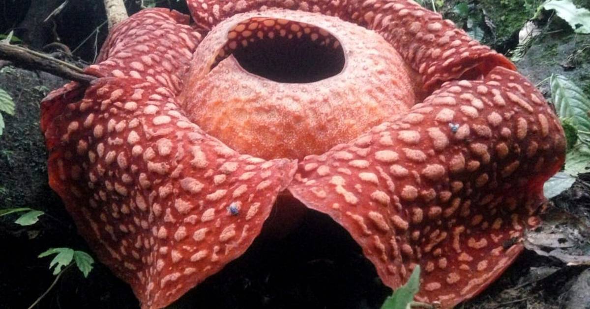 Grootste bloem ter wereld gemeten op Sumatra, plant stinkt alleen ...