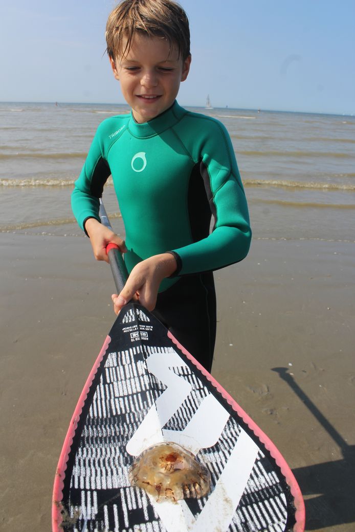 Kwallenplaag aan kust | Binnenland | hln.be