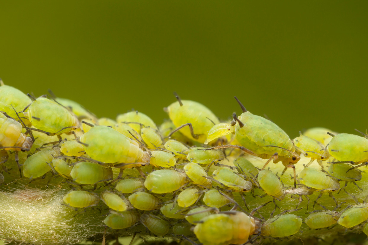 Zelfs de bladluis is zeer nuttig | Trouw