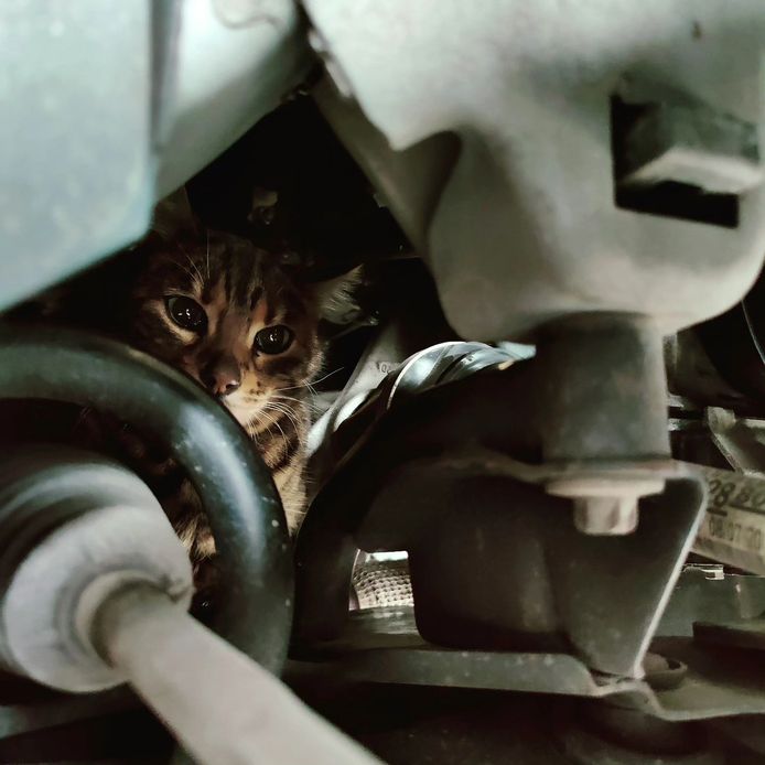 Dierenambulance waarschuwt autobezitters voor katten onder motorkap ...