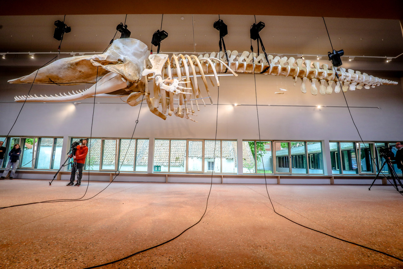 Potvis Valentijn hangt 35 jaar na zijn overlijden aan plafond van ...