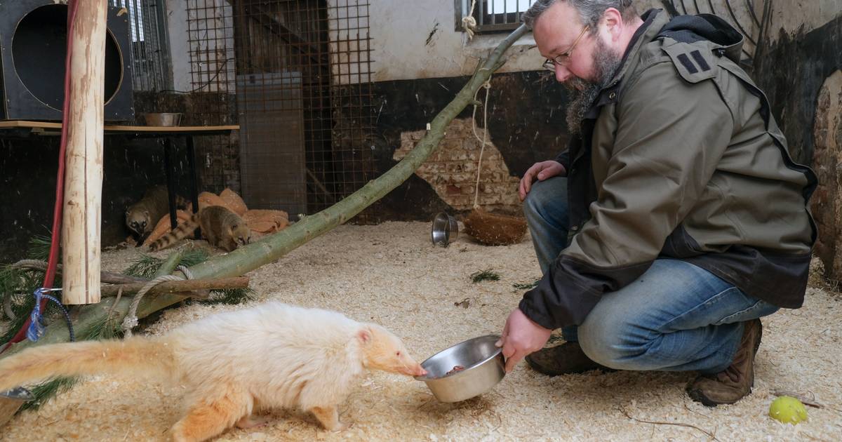 De Zonnegloed geeft 8 rode neusberen onderdak: “Ook in coronatijden ...