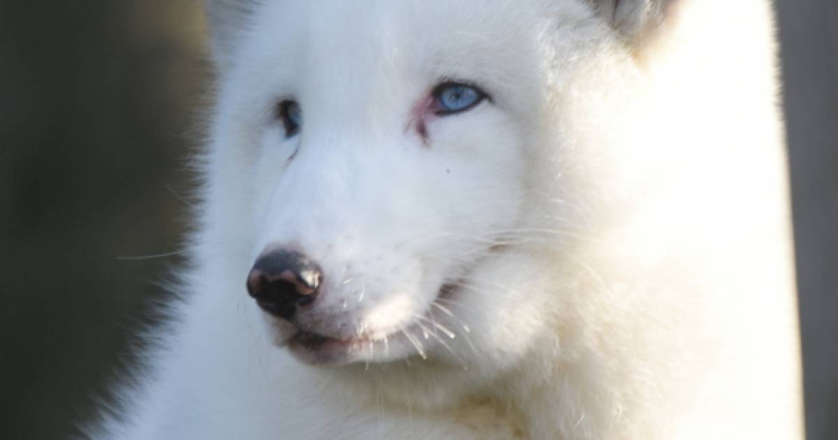 Sneeuwwit poolvosje voelt zich meteen thuis in waterkoud Blijdorp ...