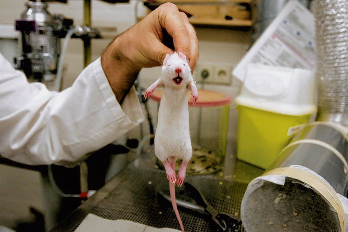 Ooit nam het aantal dierproeven in rap tempo af, nu al paar jaar niet ...