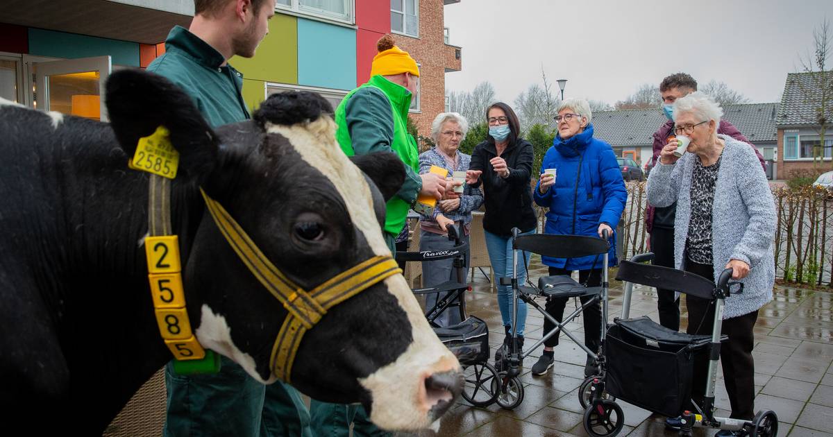 Boer Edwin en koe Esther brengen bezoek en warme chocolademelk aan ...
