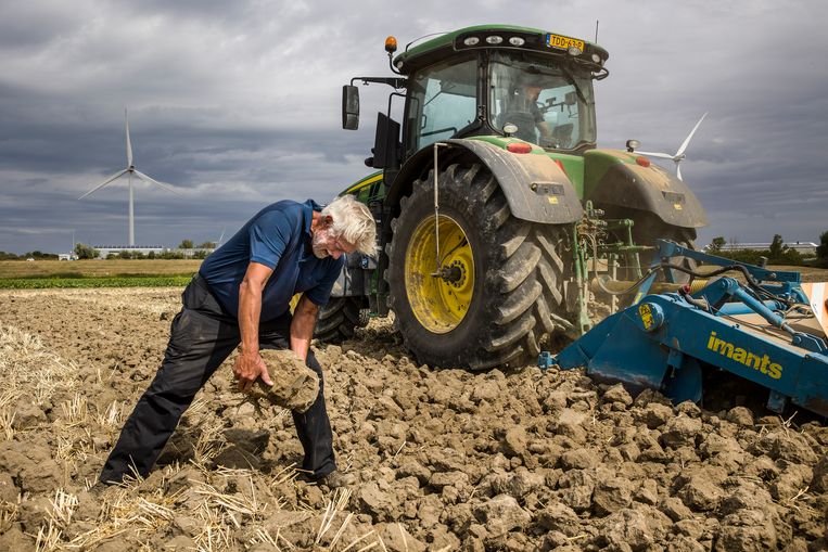 Op de gortdroge Zeeuwse akkers liggen de piepers te verpieteren
