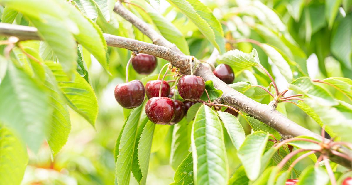 Misoogst verwacht in de appels, topjaar voor de kers | Zeeuws nieuws ...