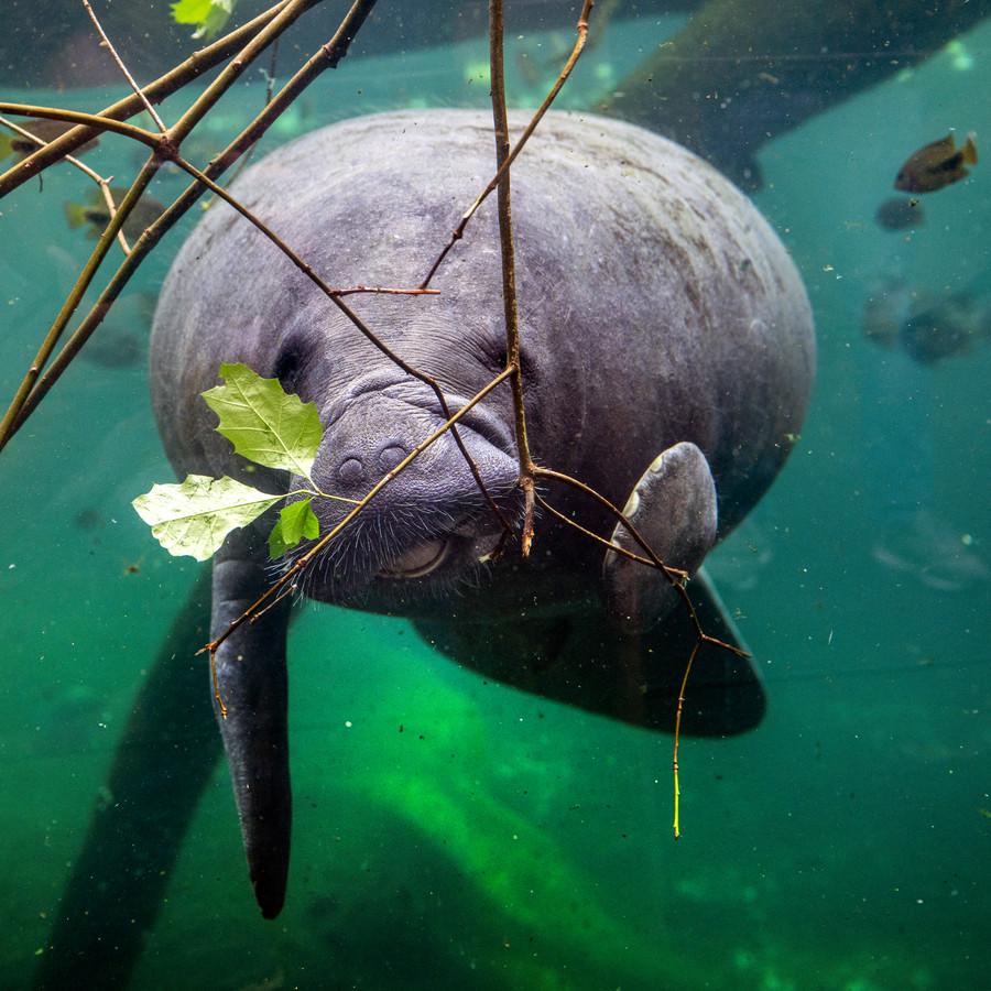 Burgers’ Zoo nadert miljoen bezoekers weer na historisch lage cijfers ...