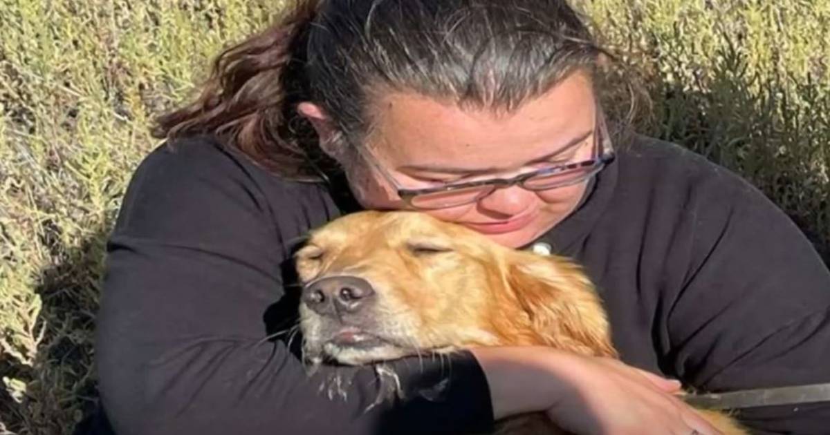 Miracle pour une famille du Colorado: sa chienne disparue retrouvée ...