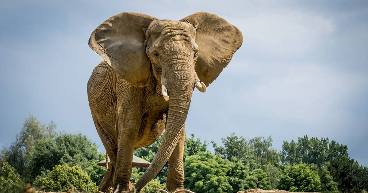 Pakawi Park rouwt om geliefde olifant Jenny (40): “Ze is tenminste niet eenzaam heengegaan ...