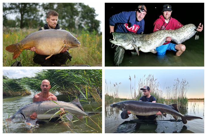 Op jacht naar monstervis in ‘propvol’ water in Enschede: ‘Soms gevecht ...