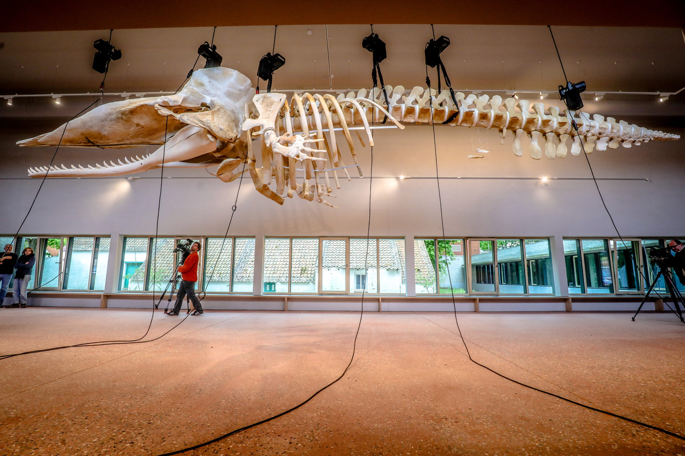 Potvis Valentijn hangt 35 jaar na zijn overlijden aan plafond van ...