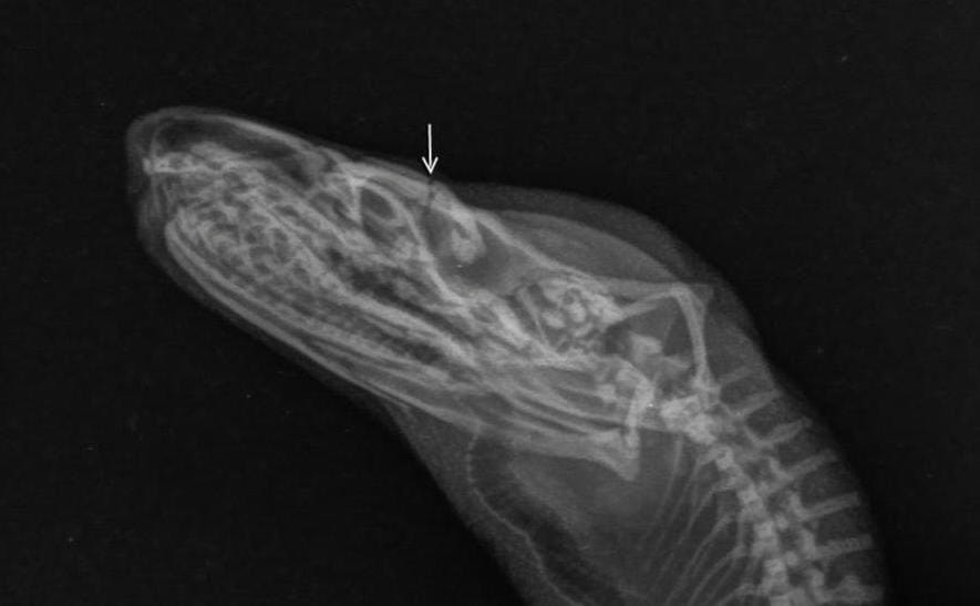 Zuid-Amerikaanse wurgslang neemt container naar Antwerpen, maar houdt ...