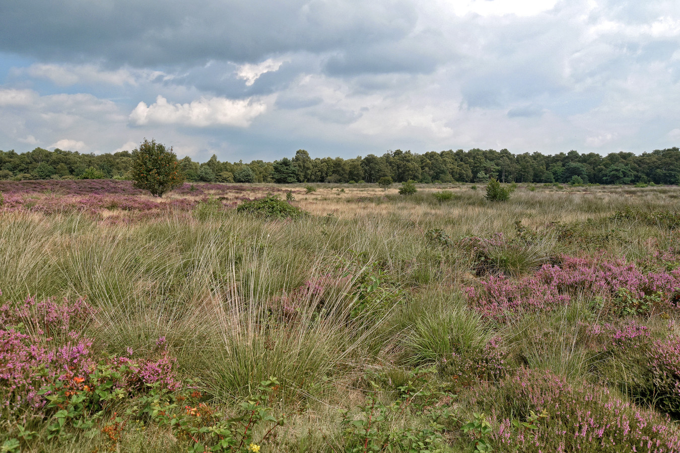 Met Truus op de trappers: ‘Ik heb er een zere kont van’ | Foto ...