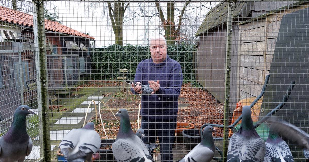 Veranderingen in de duivensport, maar met nog net zoveel passie: ‘De kick zit hem in het ...