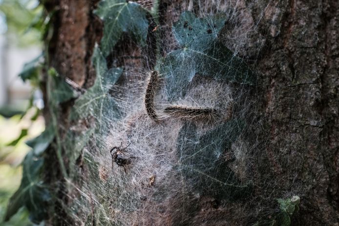 Processierups: de plaag in de Achterhoek is niet meer te bestrijden ...