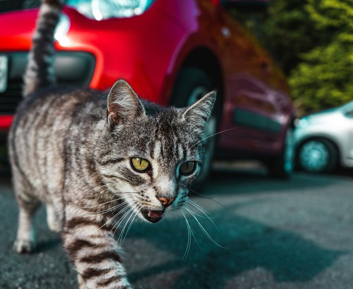 Vrouw (55) zet poes en twee kittens midden op de weg uit haar auto ...