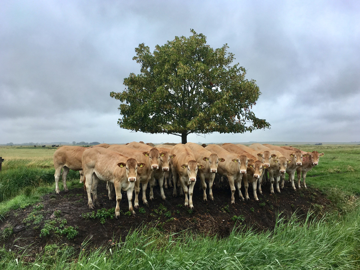 Zomerfoto's 2020: Oog in oog met Zeeland | Foto | pzc.nl