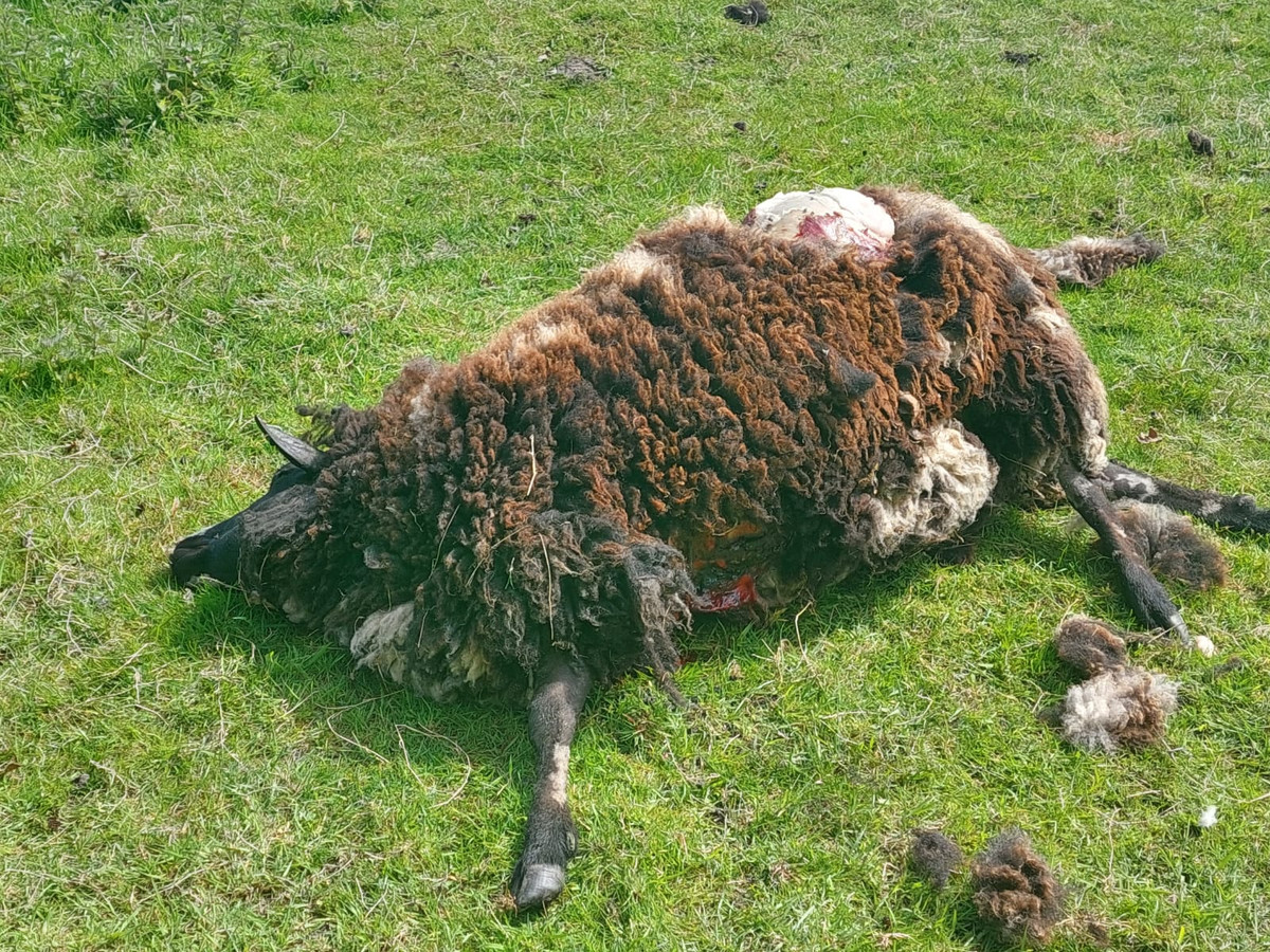 Wolf bijt drie schapen dood in Oudsbergen: “Er stond geen spanning op ...