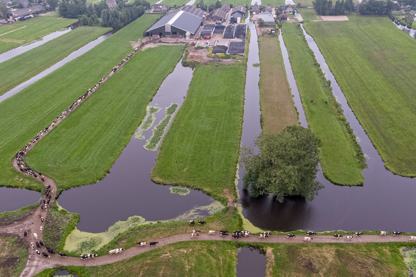 Grootste koeienboer Krimpenerwaard wil ondanks stikstofcrisis verder ...