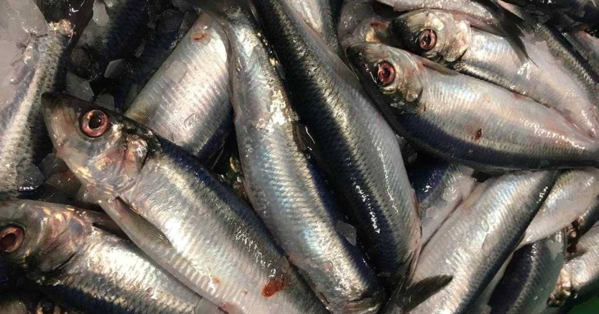 Rotte vis gedumpt bij tankstation in Wierden | Wierden | tubantia.nl