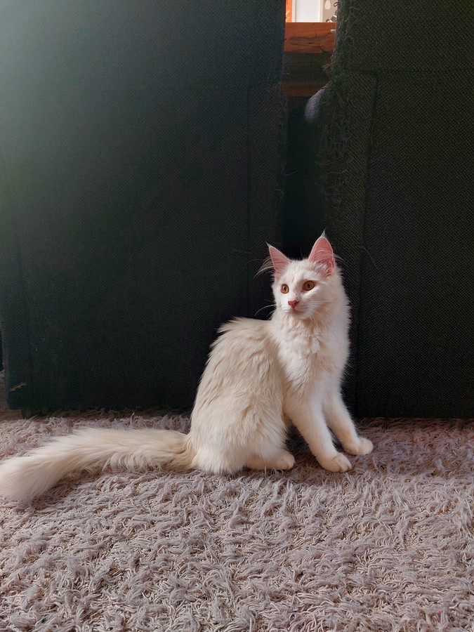 Dit zijn jullie inzendingen van de leukste katten op Wereldkattendag 2023 | Foto | AD.nl