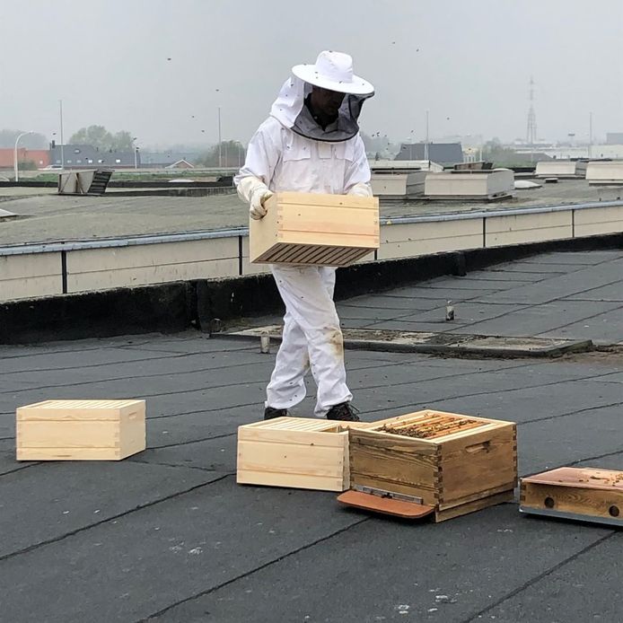 Wevelgemse imker plaatst twee kasten met 30.000 bijen op dak Kuurnse ...