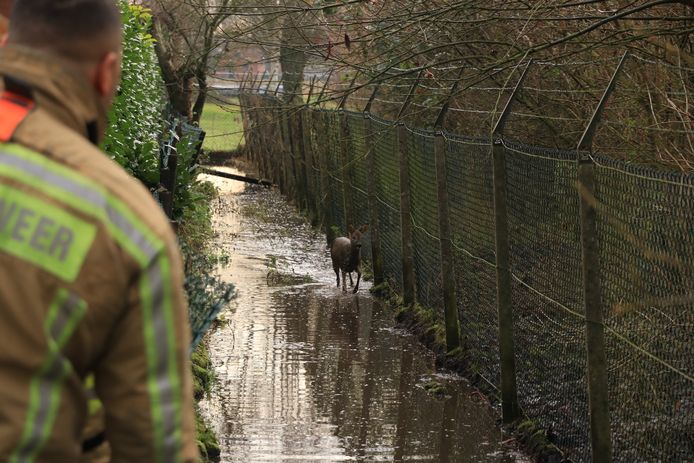 Brandweer redt jonge ree uit gracht in Sinaai | Sint-Niklaas | hln.be