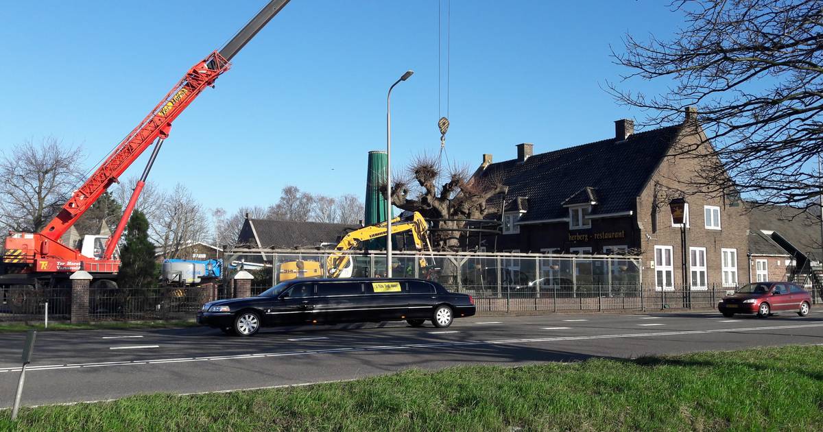 De Radstake krijgt opvolger voor eeuwenoude linde | Oude IJsselstreek ...