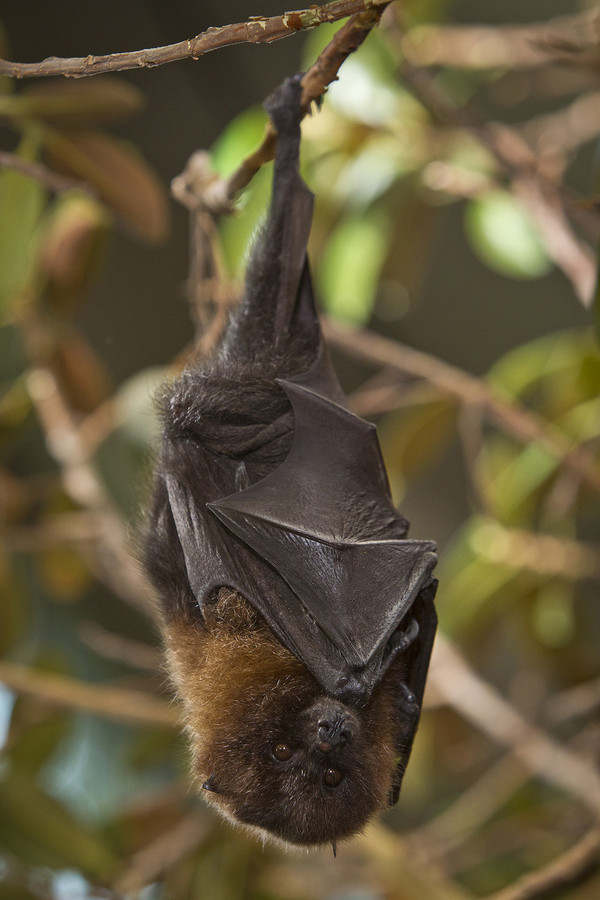 Vleermuisvriendelijke verlichting bij A74 | Foto | tubantia.nl