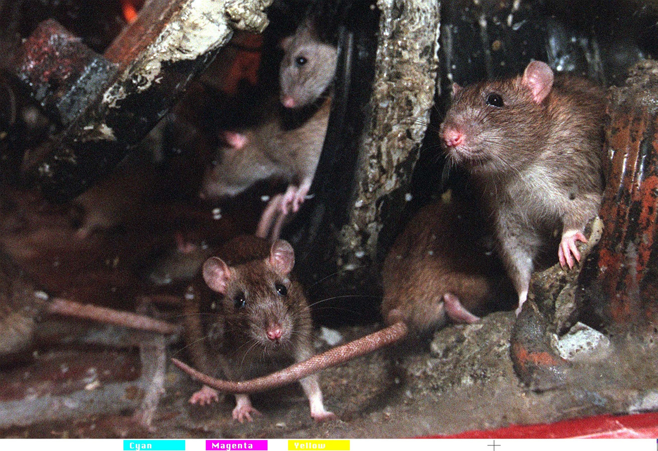 Harde en dure actie tegen de ratten van de Spoorstraat: ‘Populatie ...