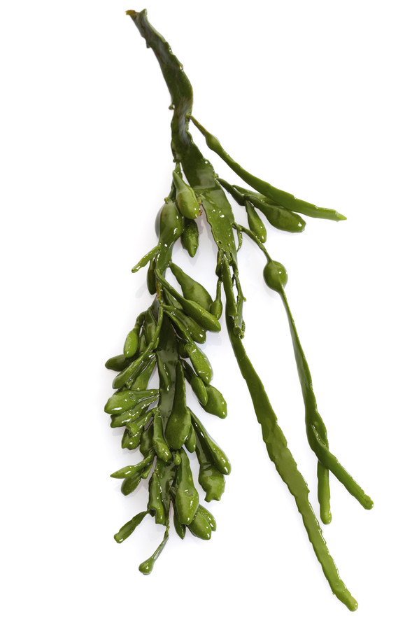 Zeevruchten in de Waddenzee en langs de Zeeuwse kust: 'Je heb zo een ...