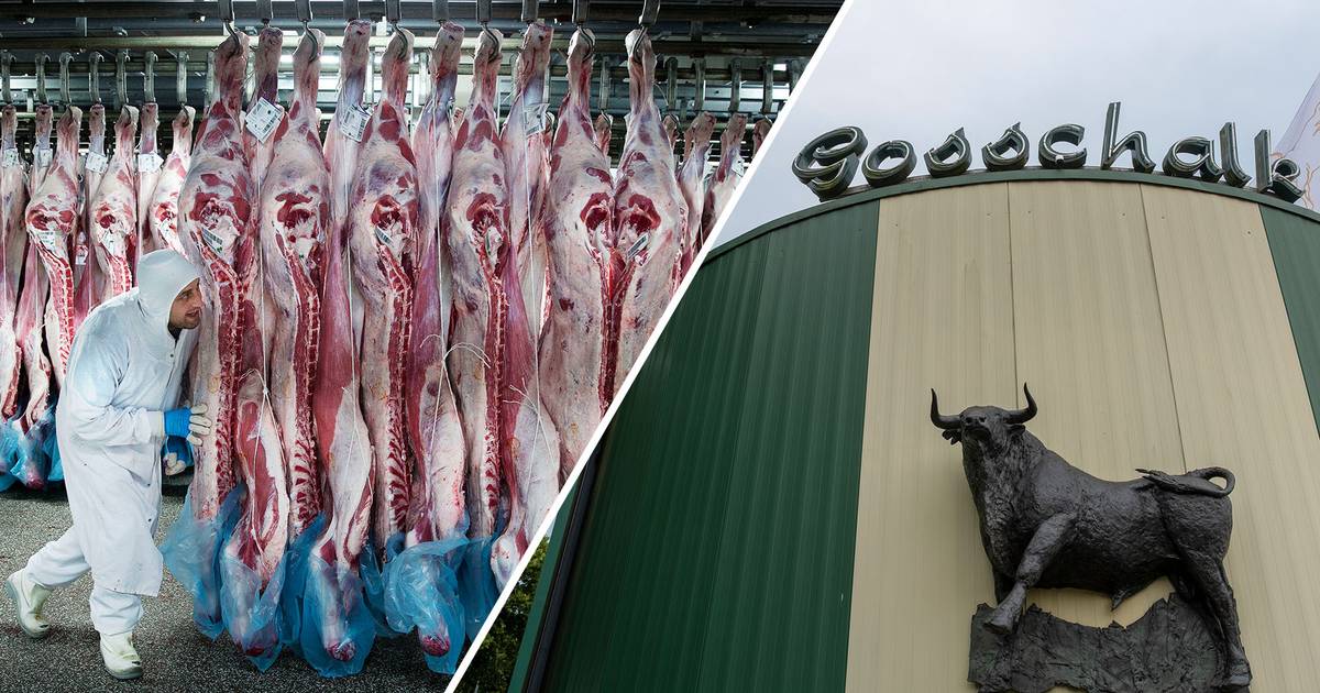 Slachthuis in Epe voorlopig dicht wegens dierenmishandeling ...