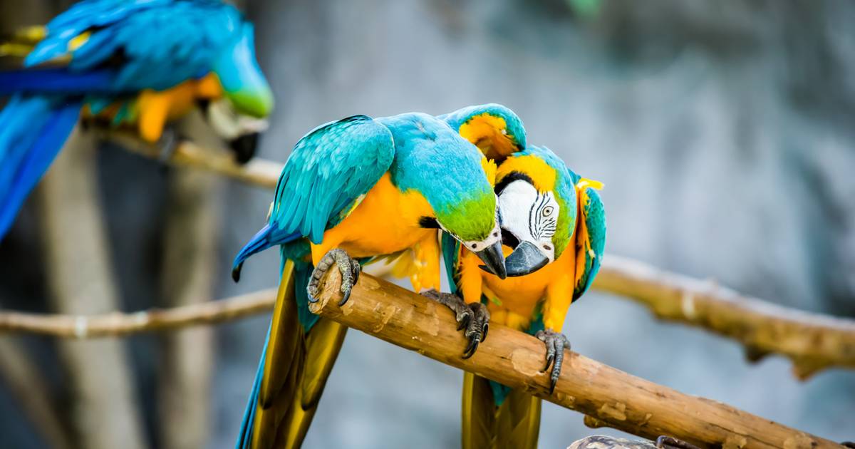 Veertien mensen besmet met papegaaienziekte | Gezond | AD.nl