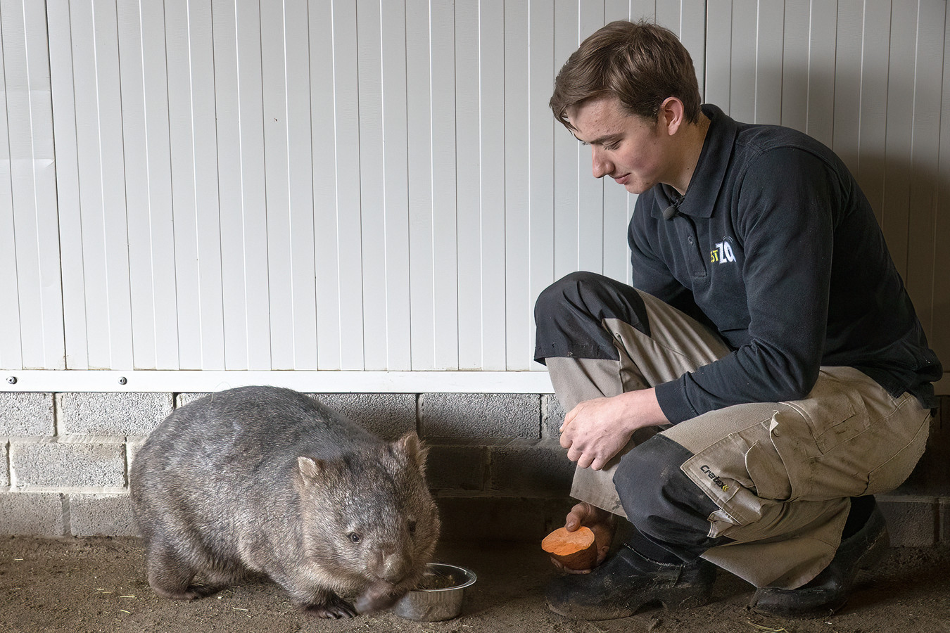 Dierentuin in Best dolblij met eerste in Nederland geboren wombatbaby ...