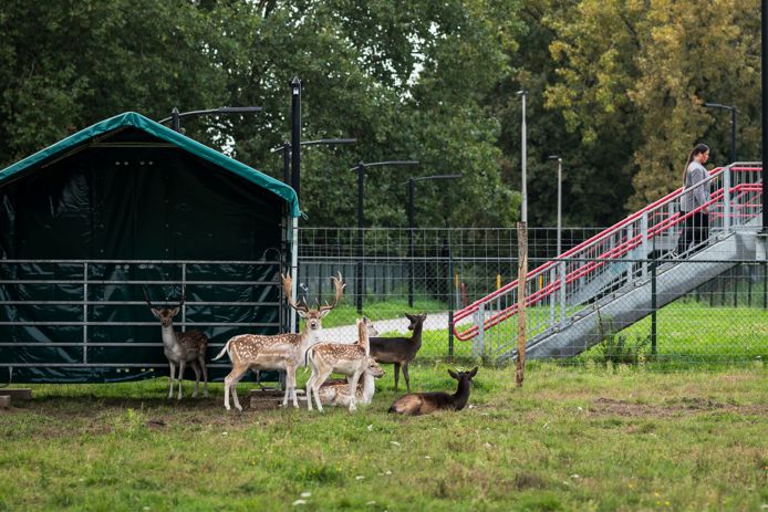 Opvallende oplossing voor Arnhems hertenkamp mét geslachtsrijpe bokken: ‘Verklaar het tot ...