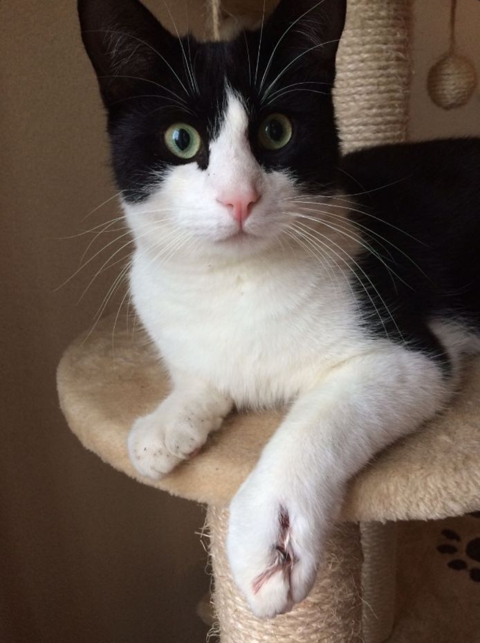 Wie schoot kat Milo in zijn pootje? | Nunspeet | destentor.nl