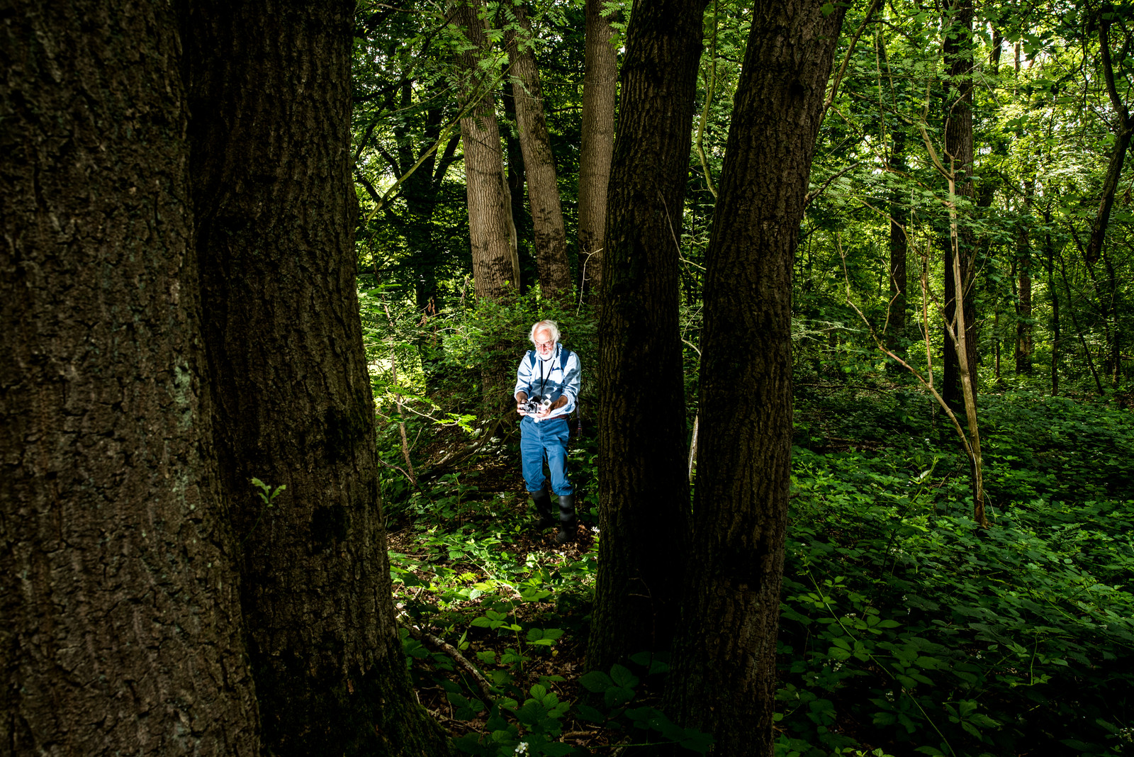 Ecoloog Bert Maes neemt het op voor de bedreigde wilde bomen (en gaat tekeer tegen kletskoekbomen)