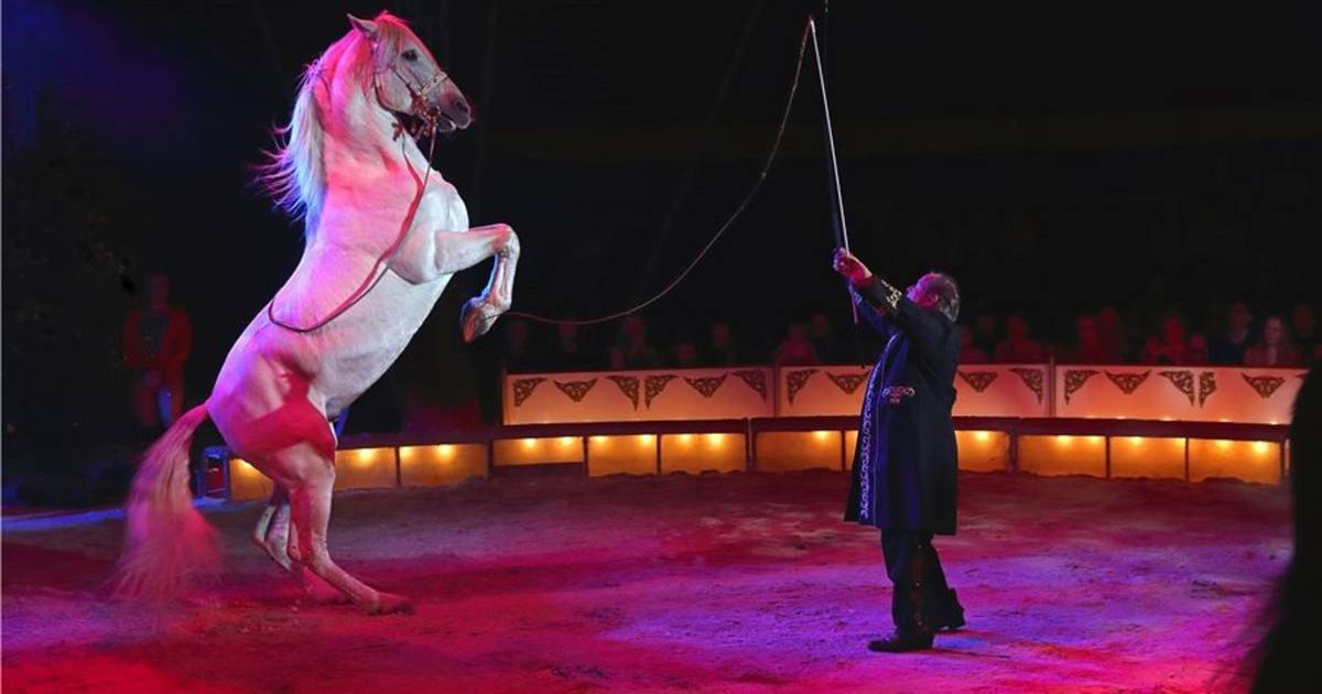 Oproep aan Circus Belly (nu in Schüttorf): stop dierenshows, gun ...