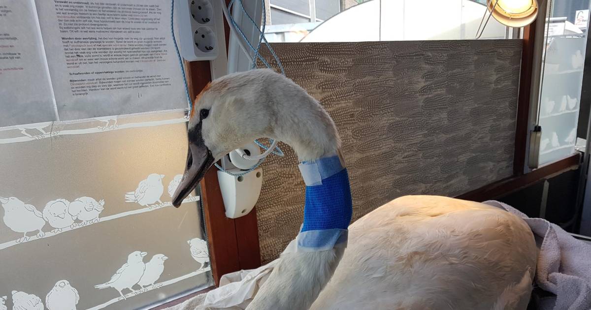 Zwaan slikt vishaak in en overlijdt, dierenopvang Gouda roept vissers ...