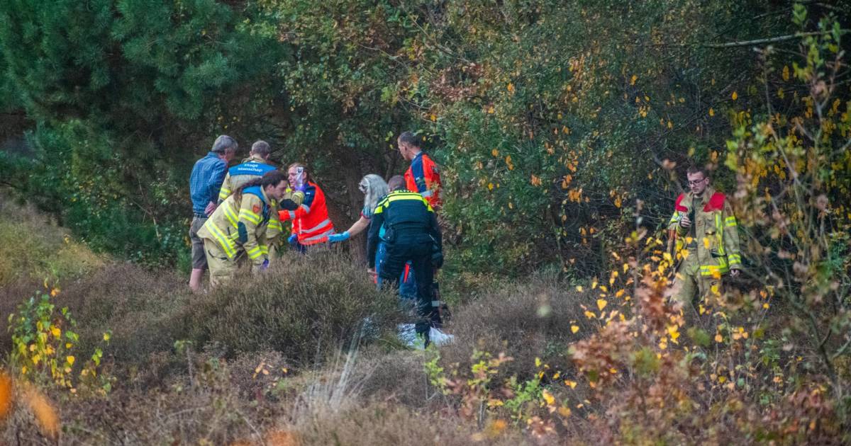 Zwerm wespen valt brandweerman en agent aan in bos: allebei flink ...