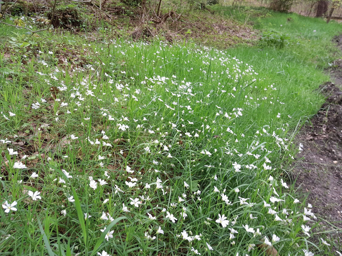 Kleine veldjes met witte bloemen | Foto | AD.nl