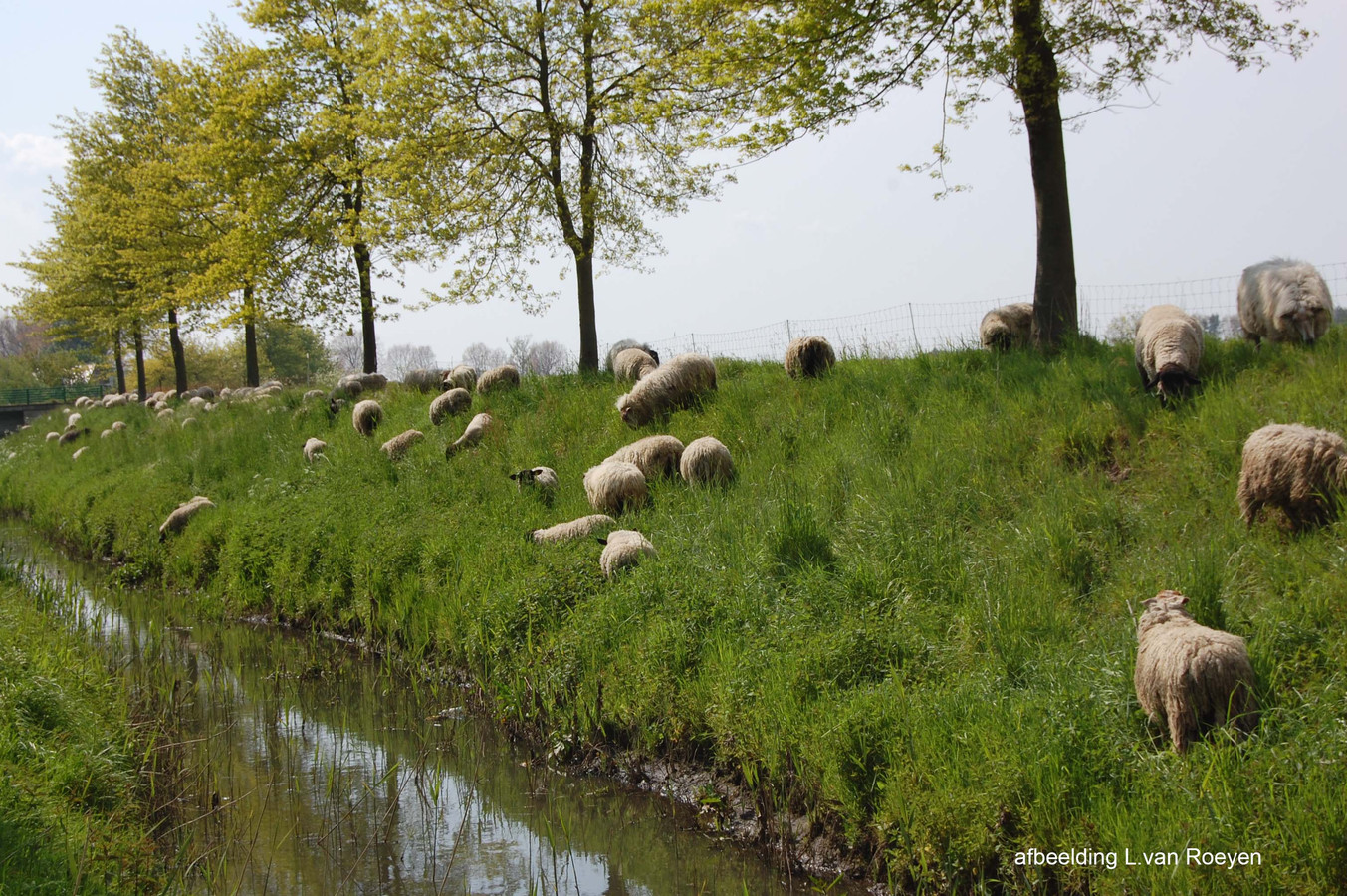 Schapen grazen opnieuw Oost-Vlaamse graskanten af | Foto | hln.be