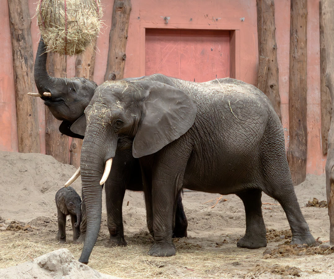 Spaanse gigant Yambo barst van het zelfvertrouwen en zorgt voor nageslacht olifanten Safaripark ...