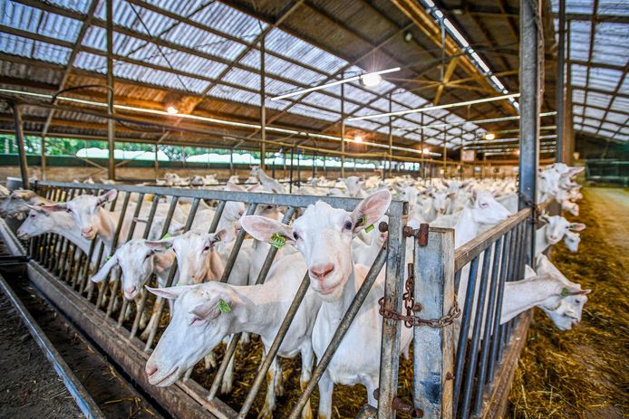 Mysterieuze dood van 53 geiten bij melkgeitenbedrijf in Hengevelde ...